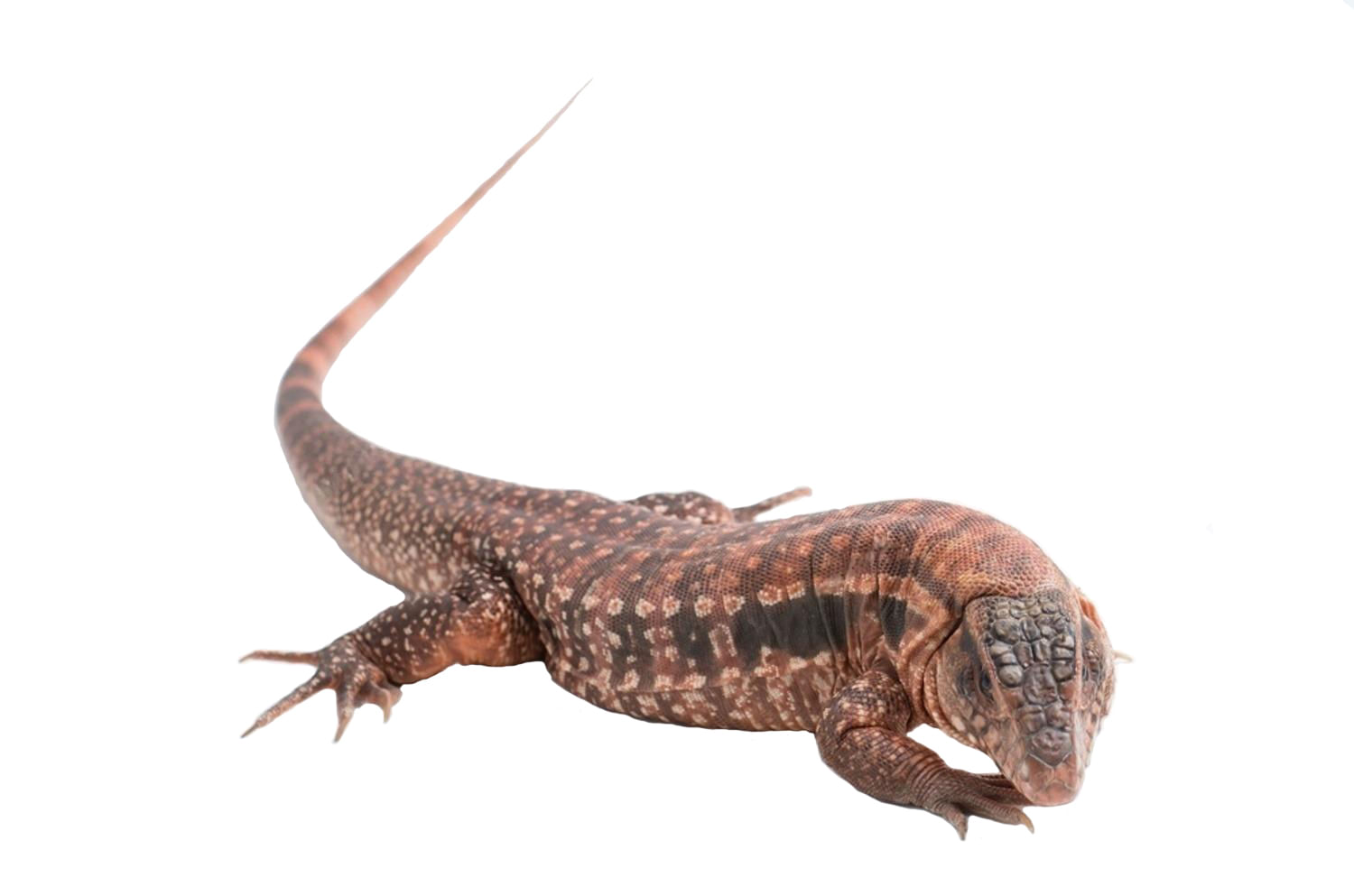 Teiu Vermelho (Salvator rufescens) - Da Silva Sauro - Animais exóticos ...
